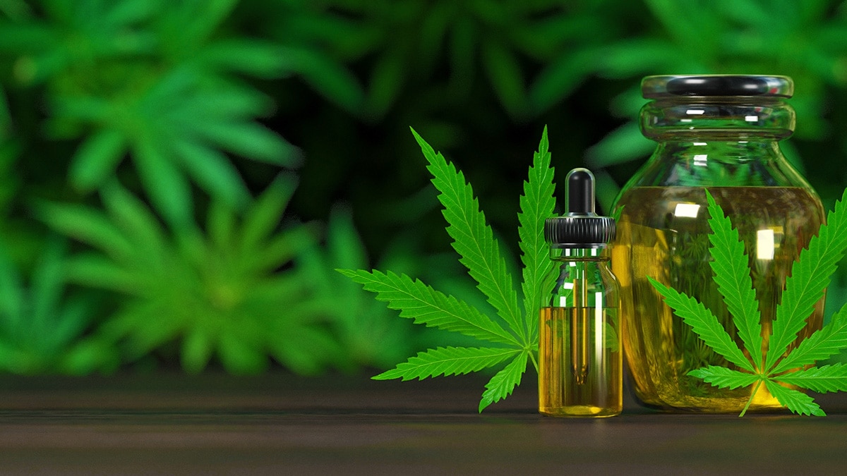 Konopný olej vs CBD olej: aký je rozdiel Konopná farma Liptov